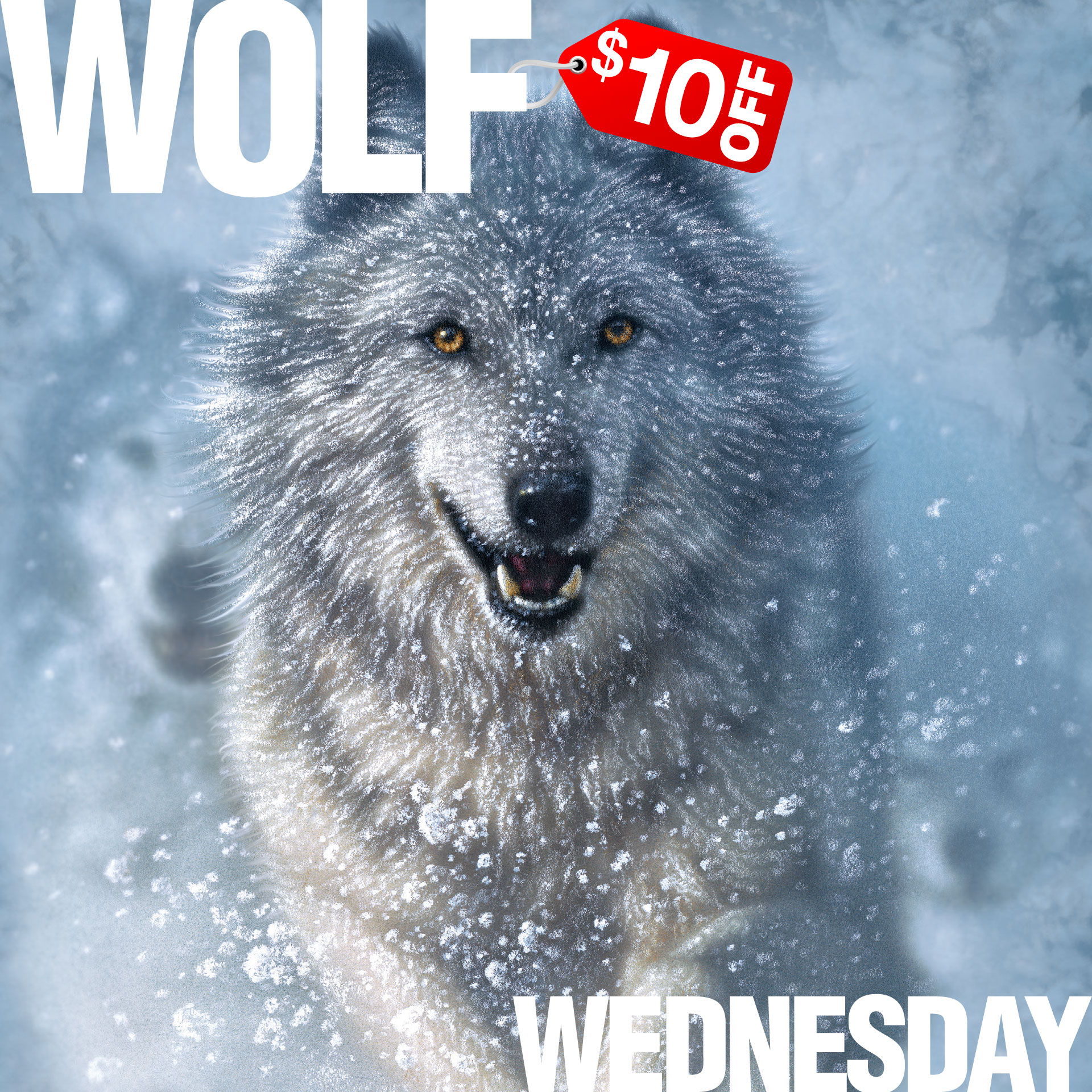 $10 OFF it's Wolf Wednesday! - The Mountain Retail News 01-10-23